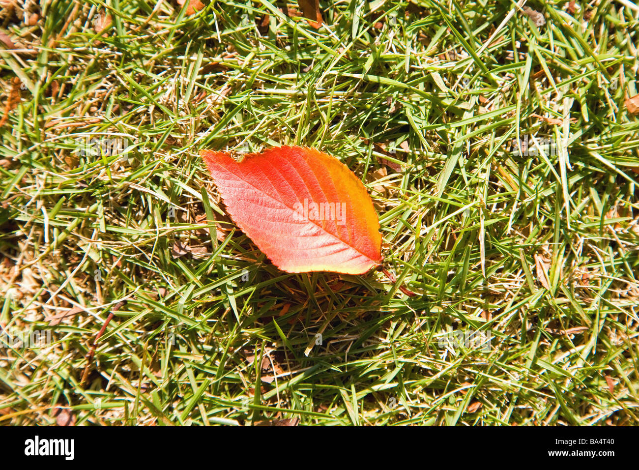 Fallen Leaf on Ground Stock Photo - Alamy