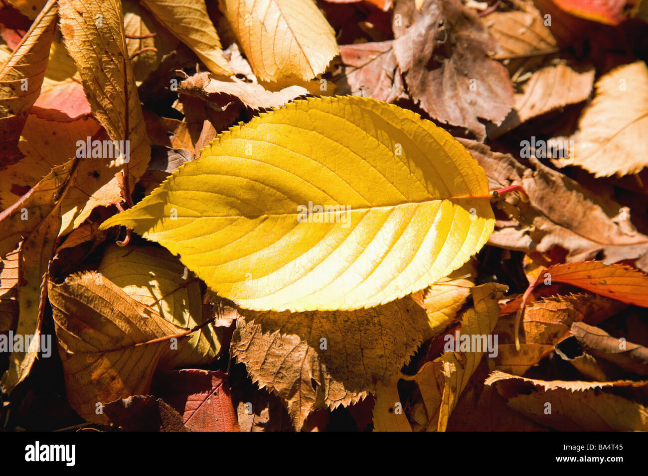 Yellow Autumn Leaf Stock Photo - Alamy