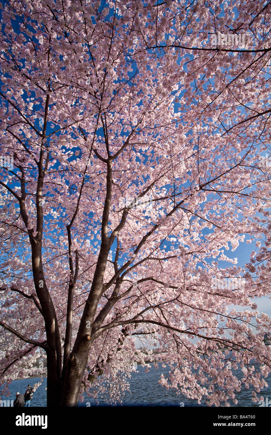 Washington DC Cherry Blossoms Stock Photo - Alamy