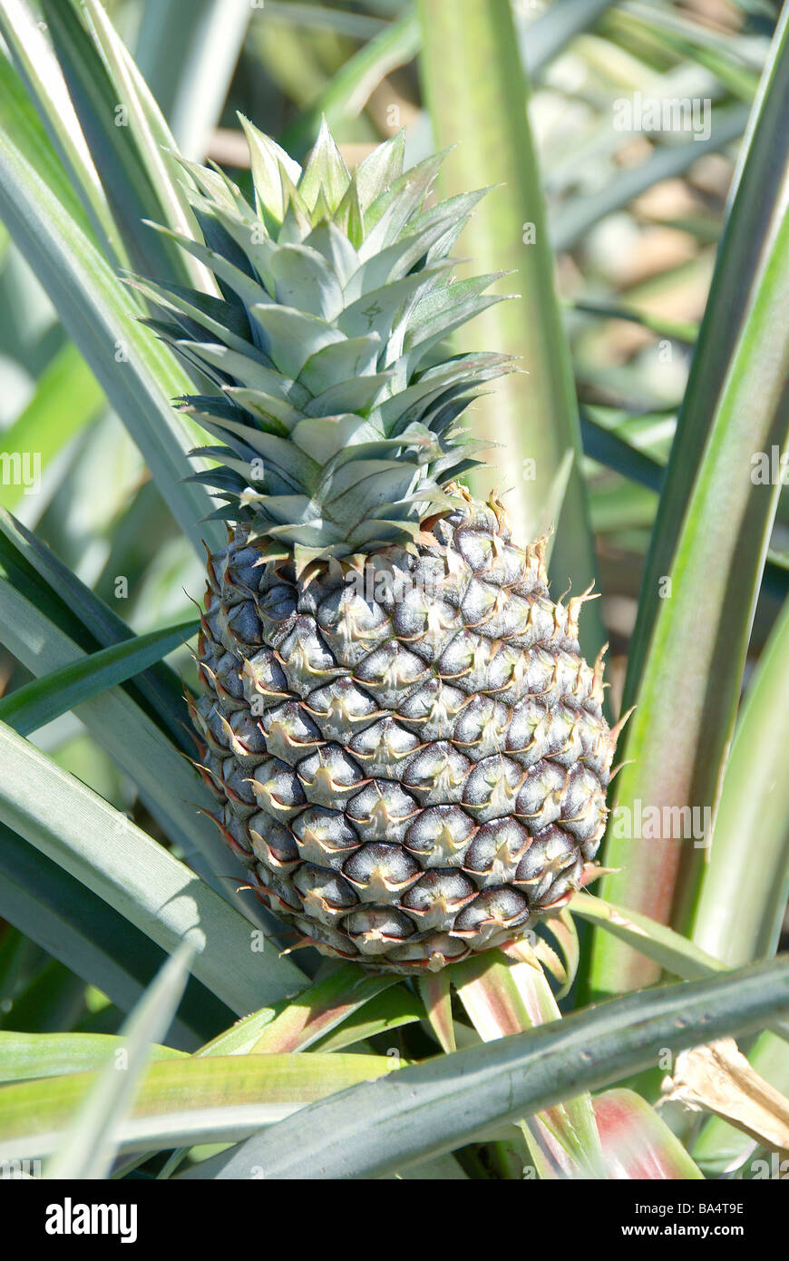 Field fruits japan hi-res stock photography and images - Alamy