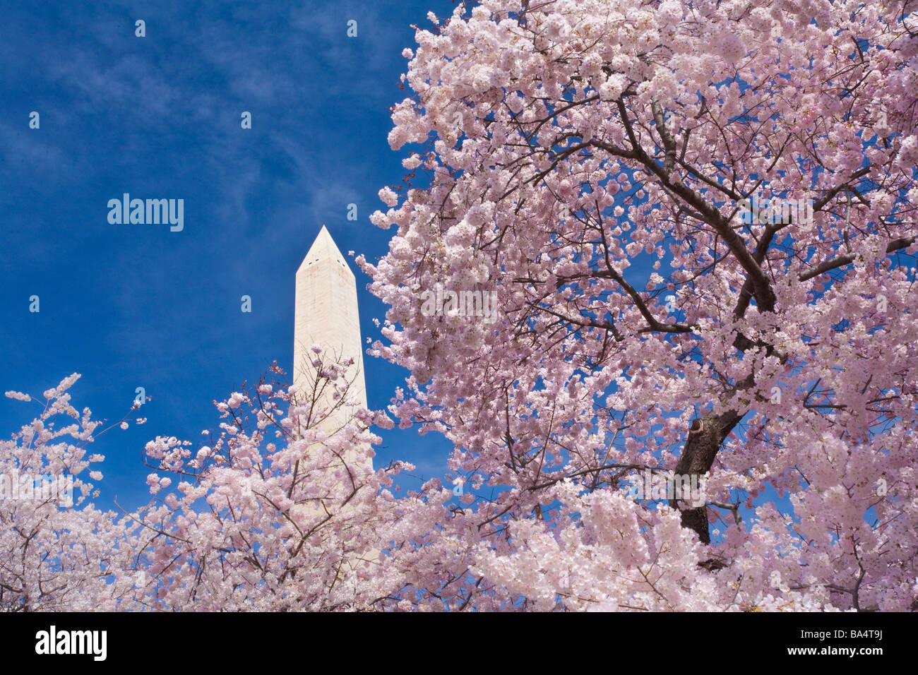 Washington DC Cherry Blossoms Stock Photo - Alamy