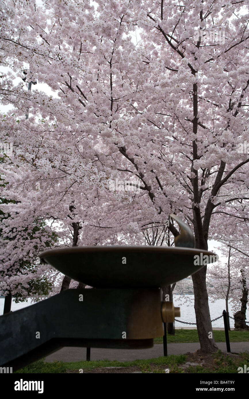 Washington DC Cherry Blossoms Stock Photo - Alamy