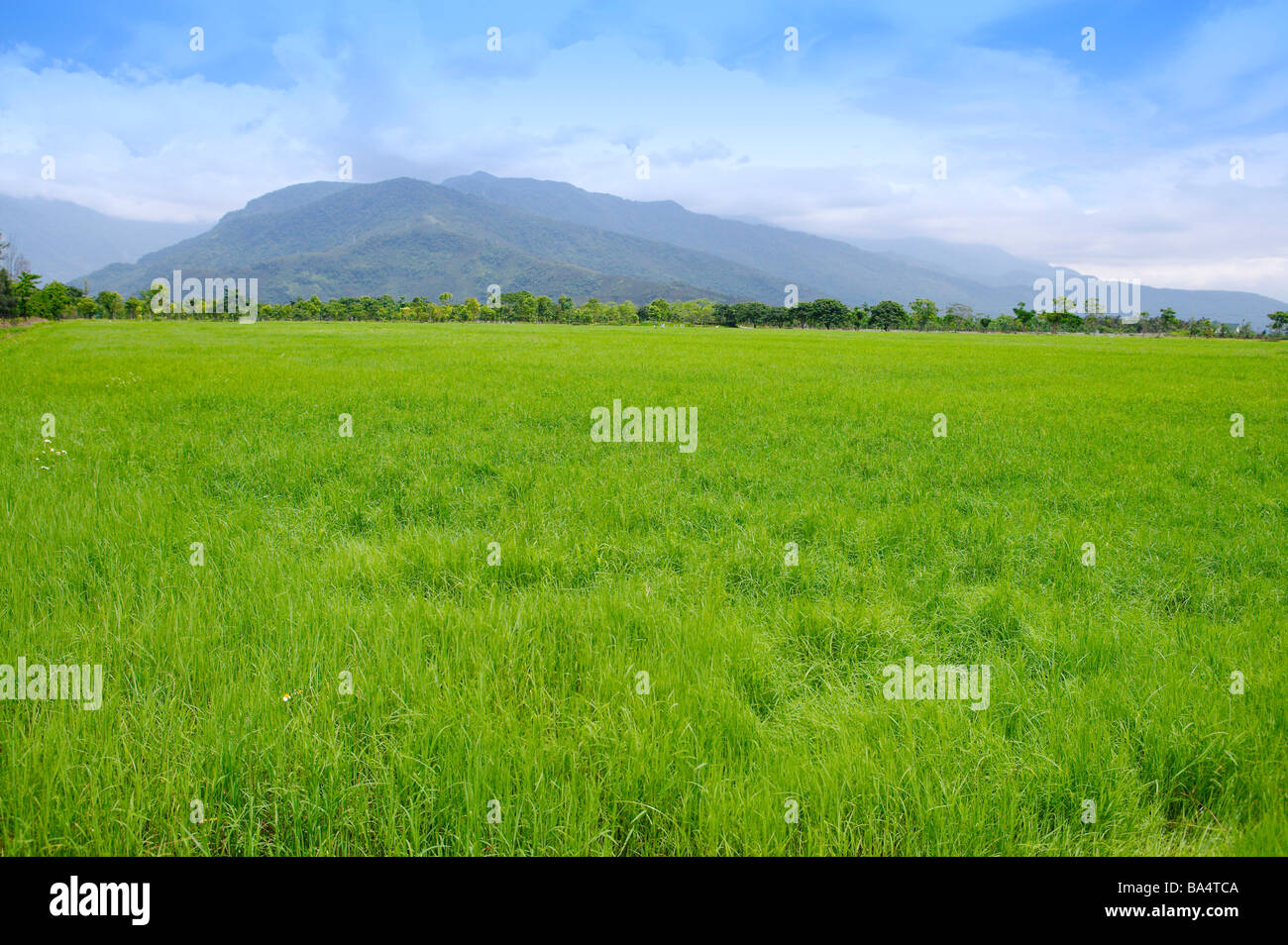 Green field with mountains and trees in background Stock Photo - Alamy