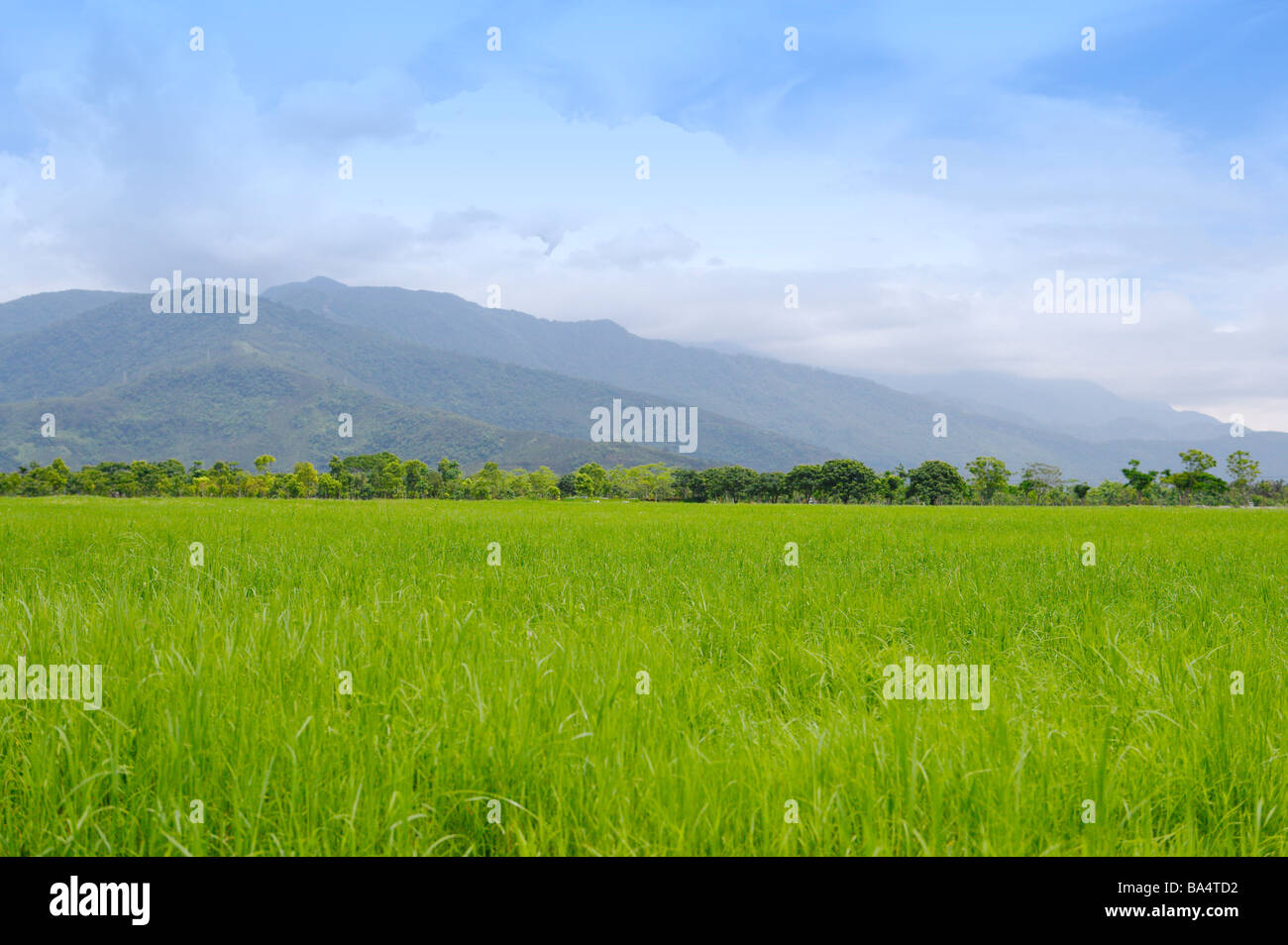 Green field with mountains and trees in background Stock Photo - Alamy