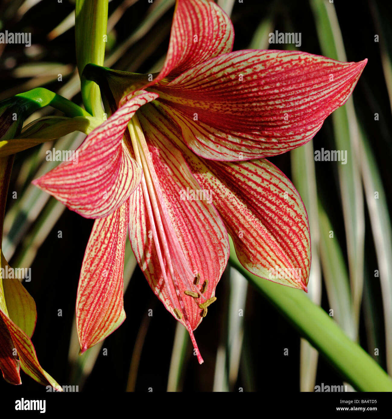 Hippeastrum 'Exotic Star' (Amaryllis Stock Photo - Alamy