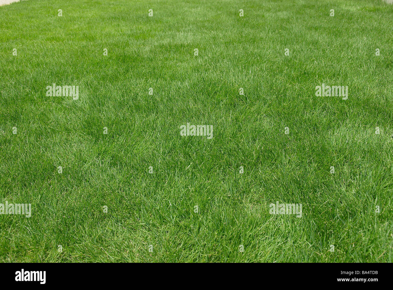 Green Grass Growing in Field Stock Photo - Alamy