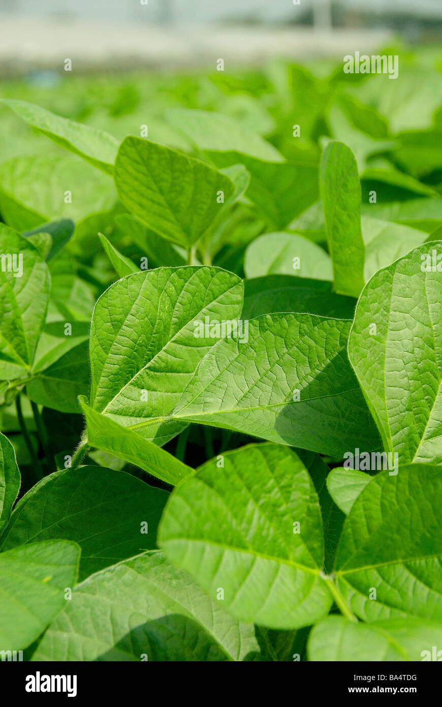 Soyabeans Leaves Growing in Field Stock Photo - Alamy