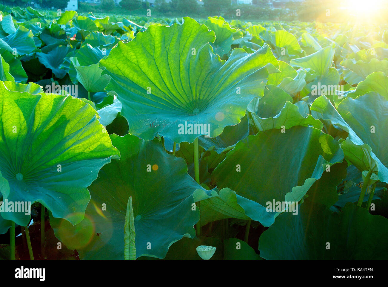 Green Leaves of Lotus Stock Photo - Alamy