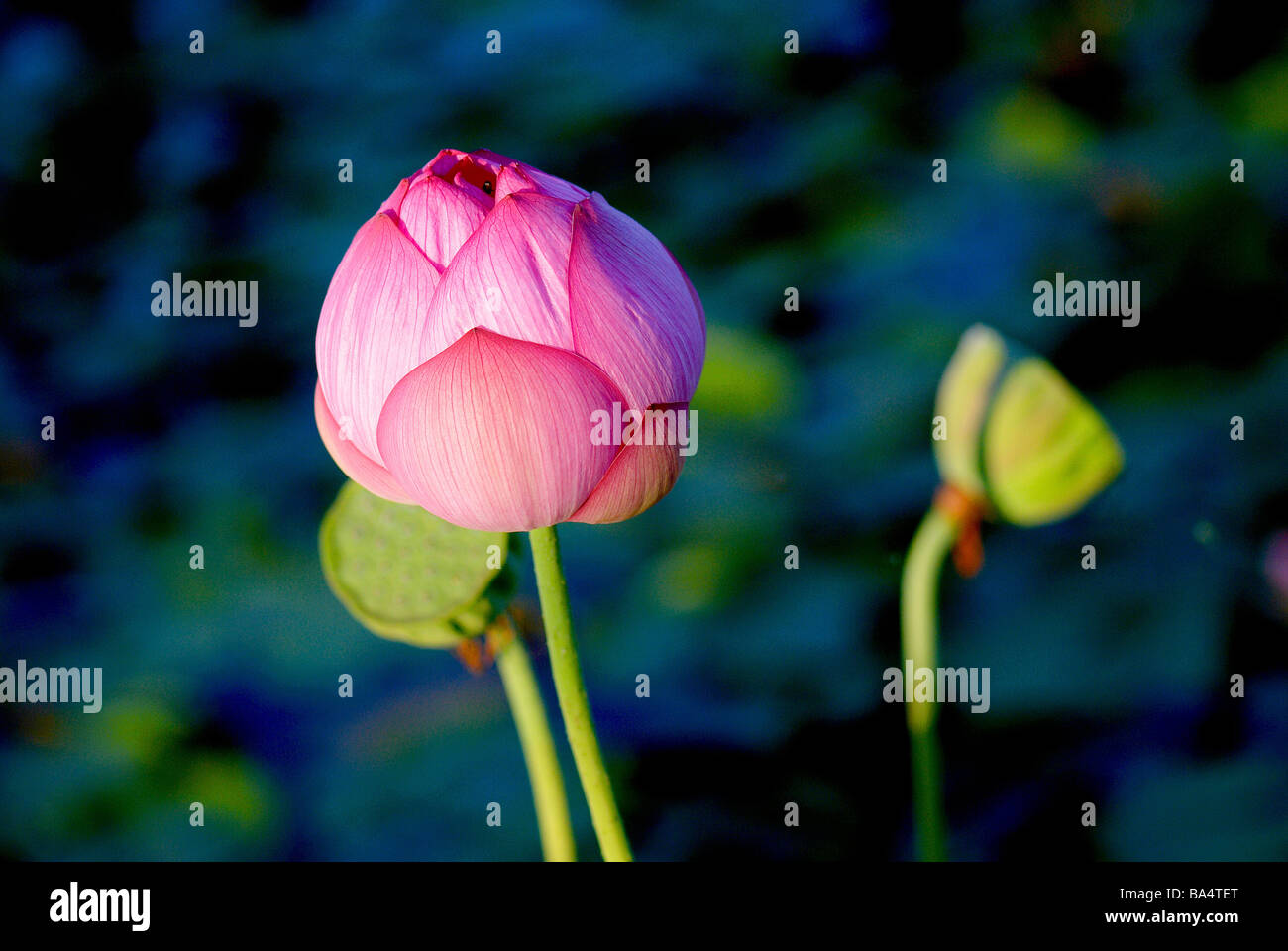 Lotus Flower Bud Stock Photo - Alamy