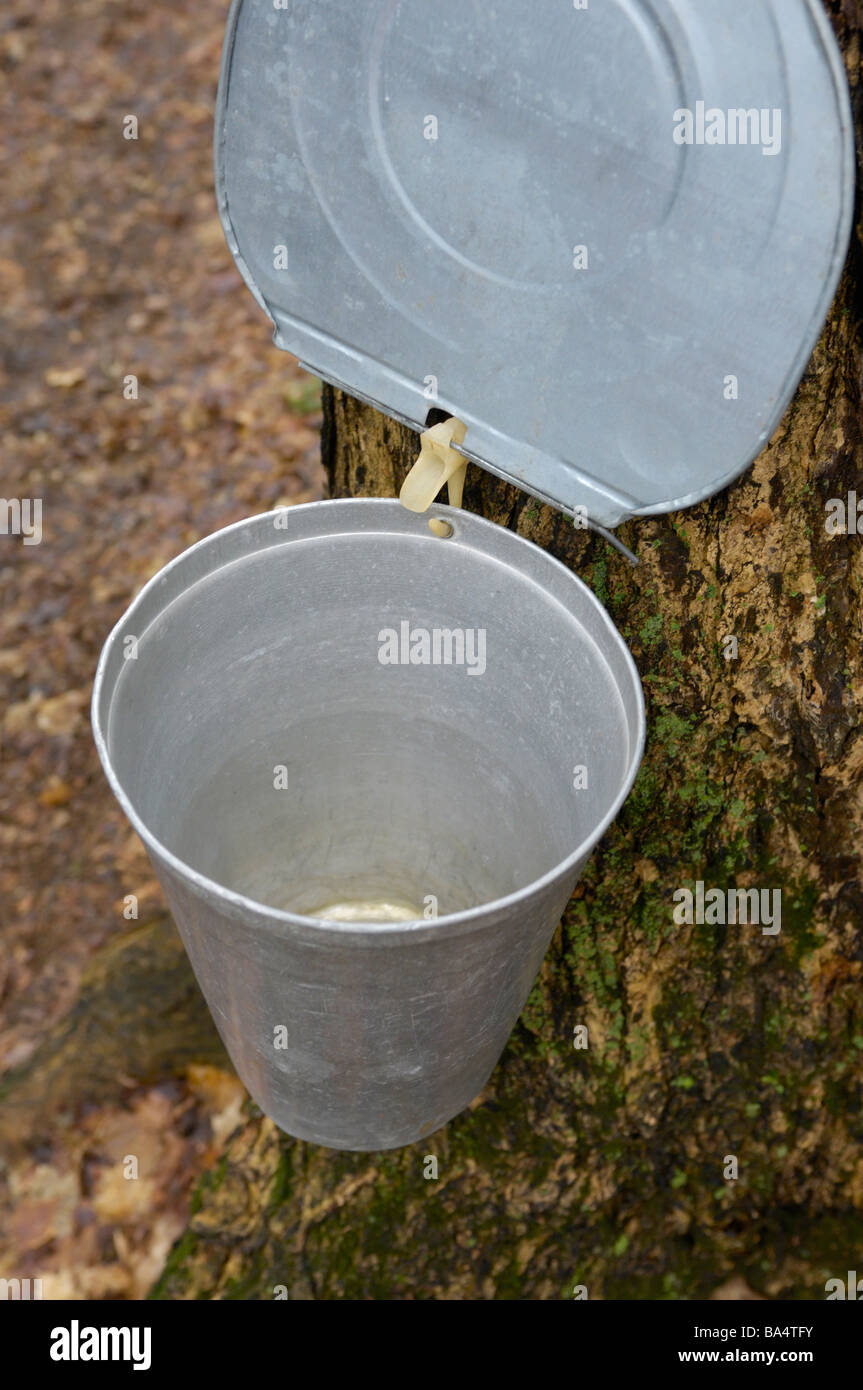 Metal sap bucket hi-res stock photography and images - Alamy