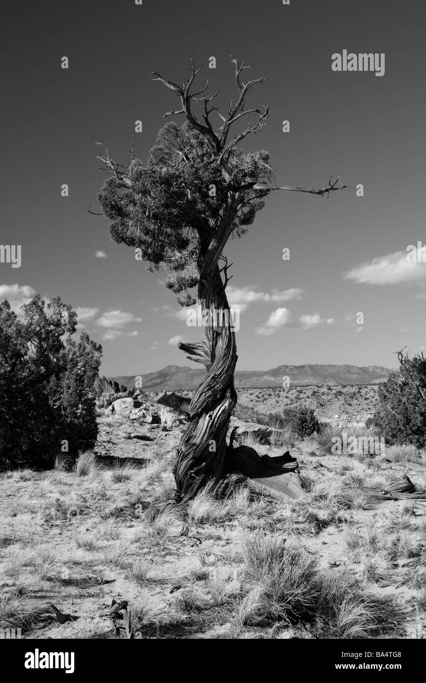 Pinon Tree High Resolution Stock Photography and Images - Alamy