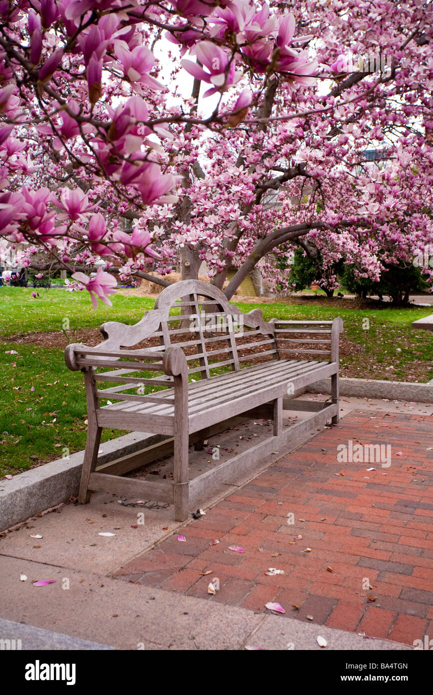 Washington DC Cherry Blossoms Stock Photo - Alamy