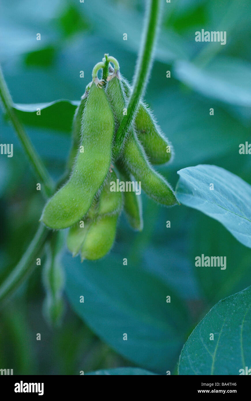 Immature green soybean pod hi-res stock photography and images - Alamy