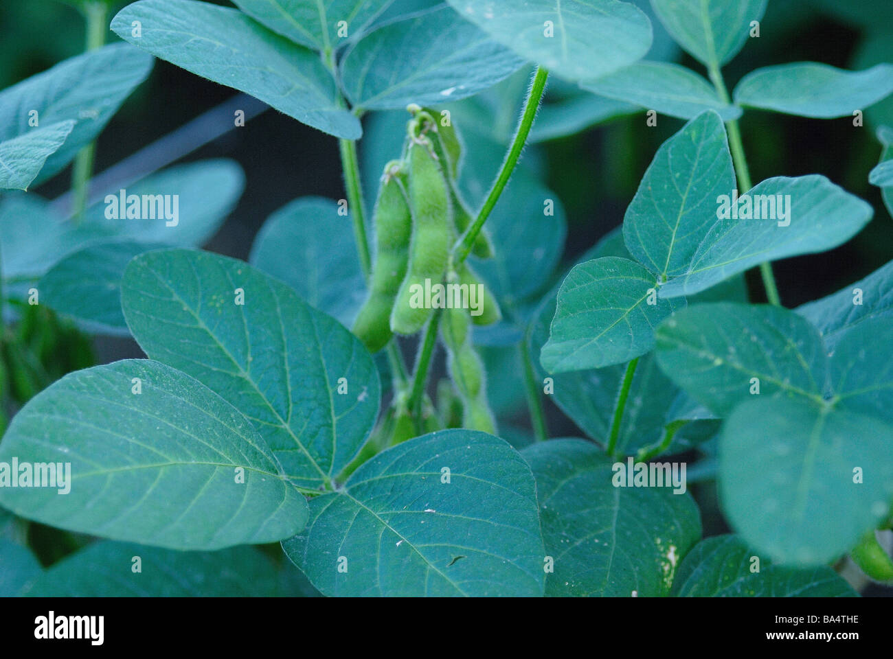 Immature green soybean pod hi-res stock photography and images - Alamy