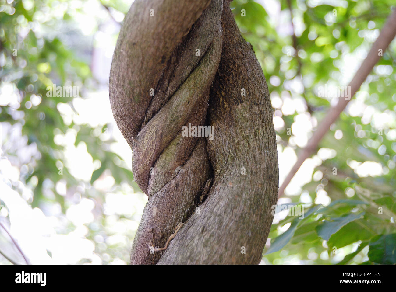 Twisted Tree at Hyogo Prefecture,Japan Stock Photo - Alamy