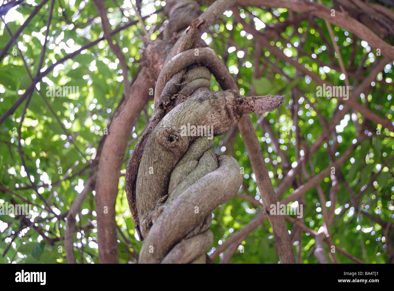 Twisted Tree at Hyogo Prefecture,Japan Stock Photo - Alamy