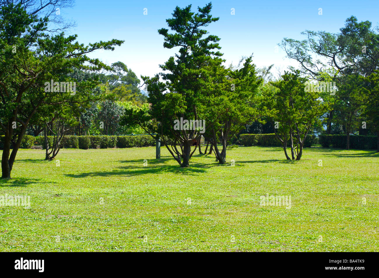 Green field with trees Stock Photo - Alamy