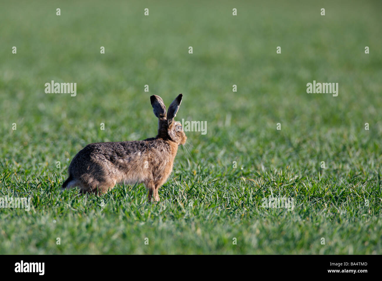 Brown hare Lepus europaeus look alert Stock Photo - Alamy