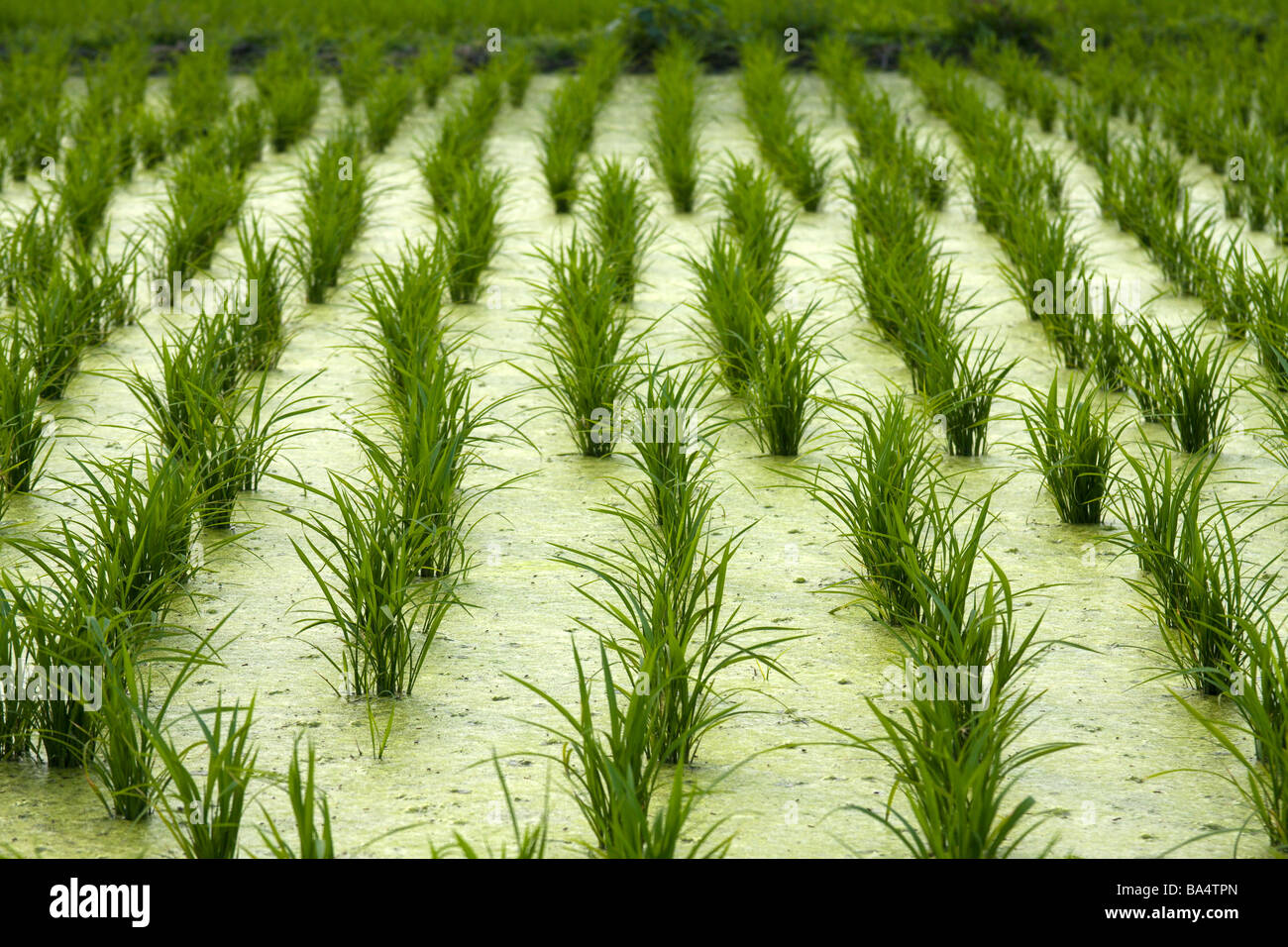 Transplanted rice seedlings field hi-res stock photography and images ...
