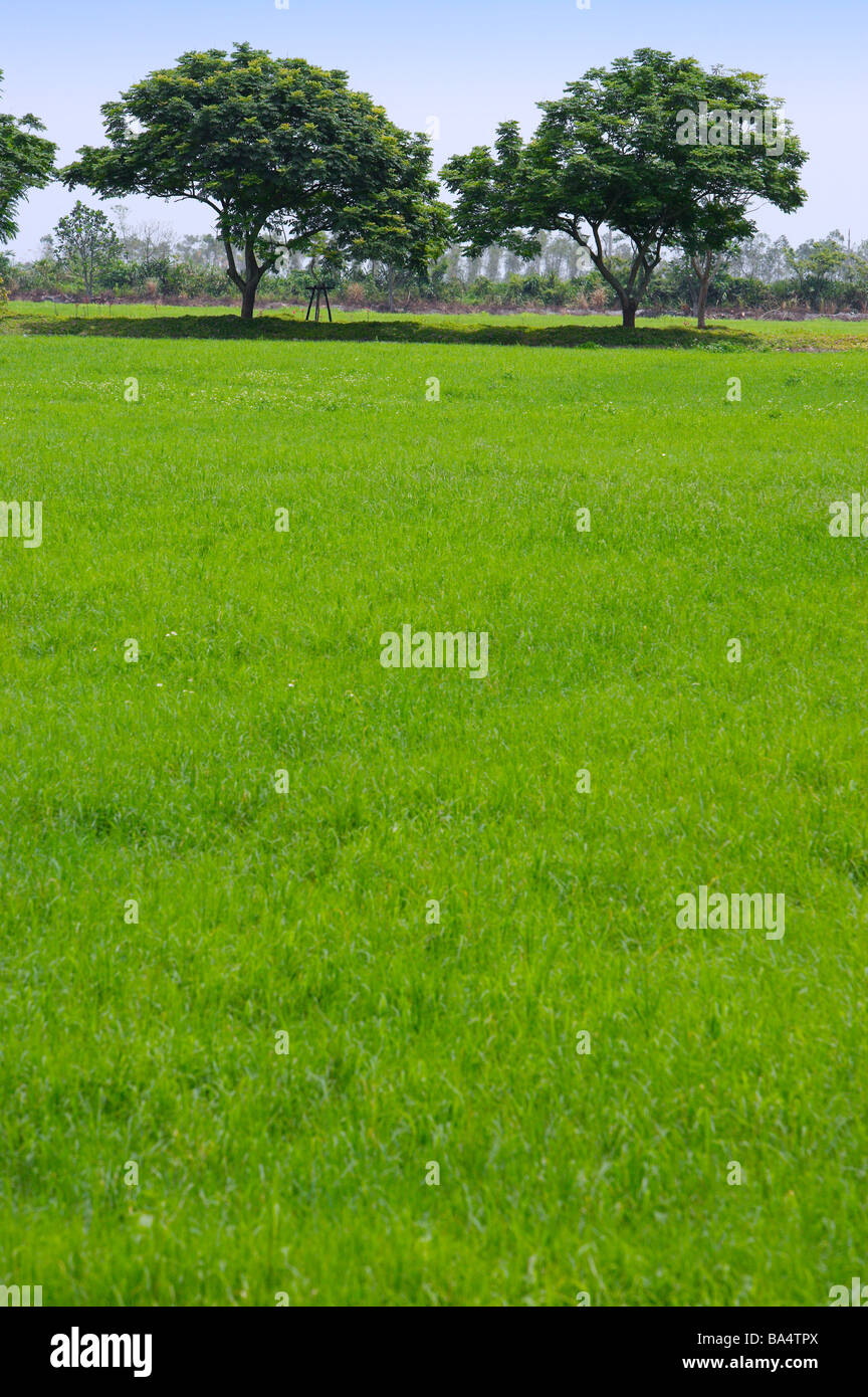 Green field with trees in background Stock Photo - Alamy
