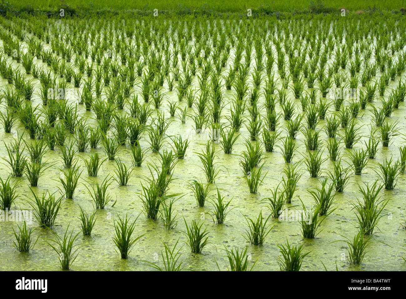 Paddy fields with transplanted seedlings in Fengyuan, Taichung, Taiwan ...