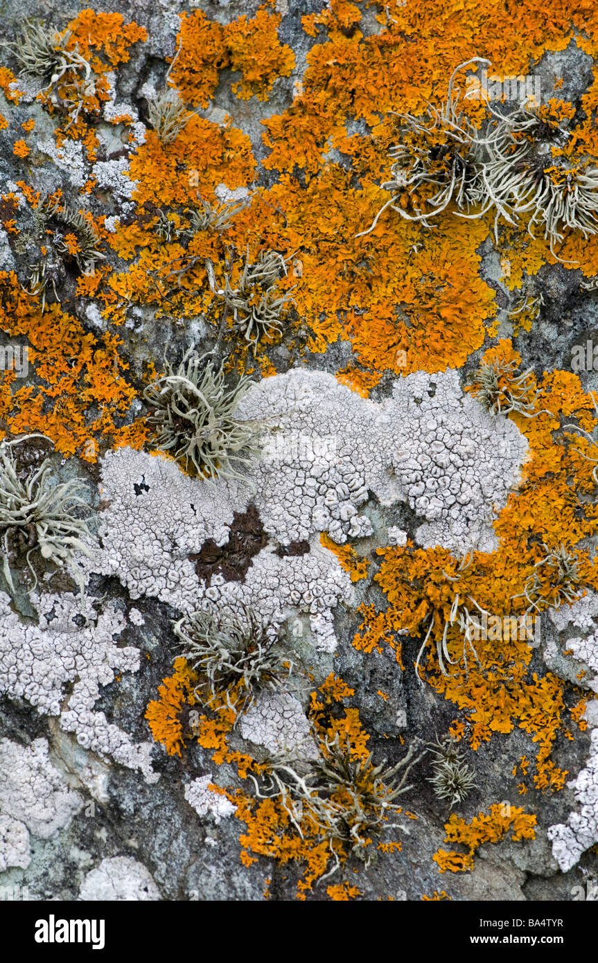 Seashore Lichens including: Xanthoria parietina (orange) Sea Ivory ...