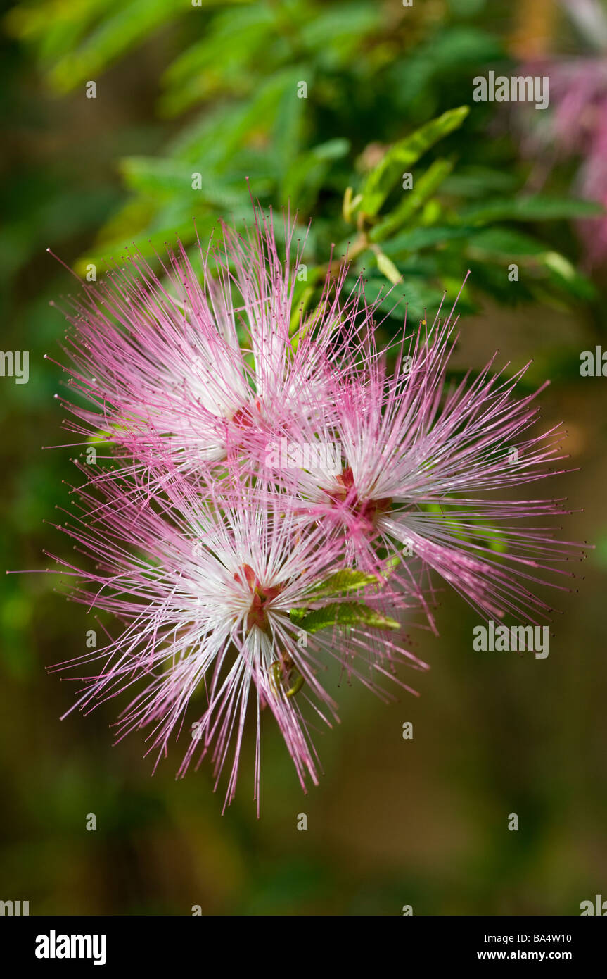 Calliandra selloi hi-res stock photography and images - Alamy