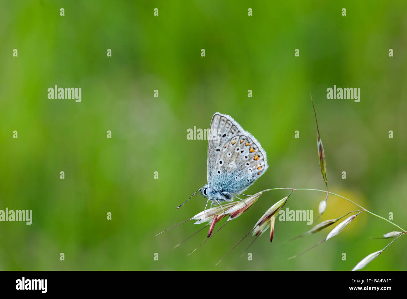 Blue butterfly insect hi-res stock photography and images - Alamy
