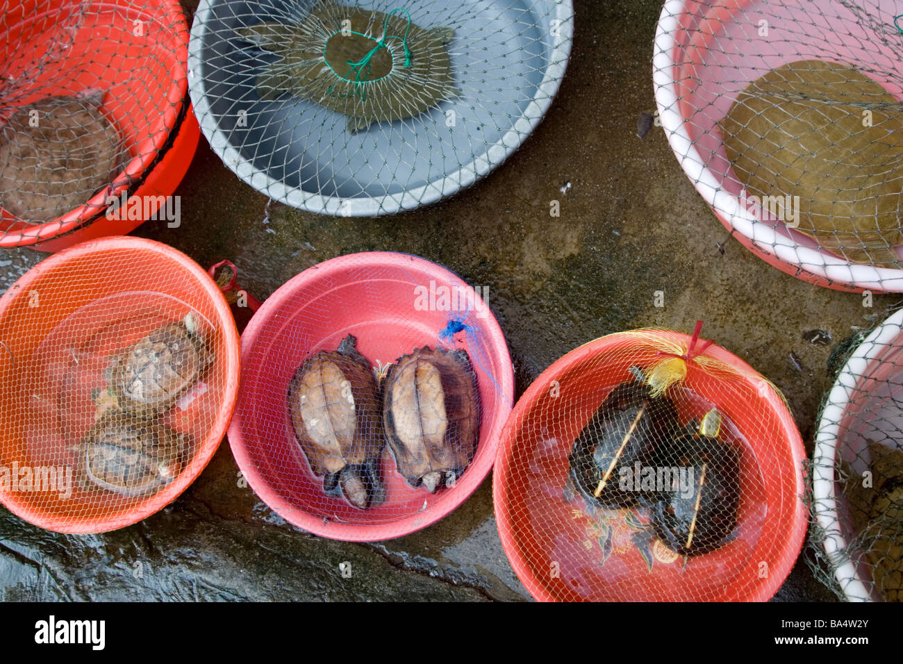 Turtles for sale at a market in Guangdong in China Stock Photo - Alamy