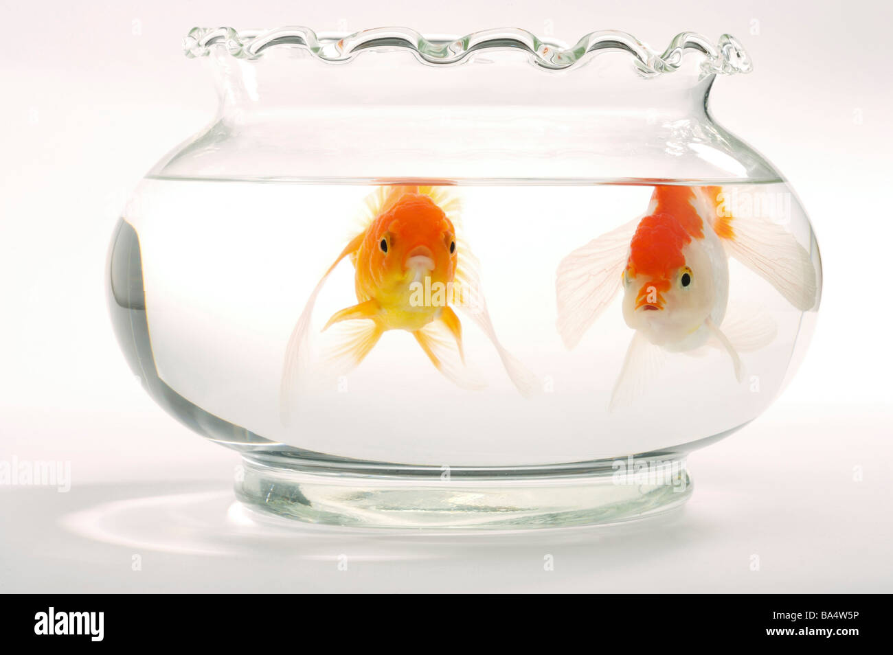 Goldfish in fishbowl Stock Photo - Alamy