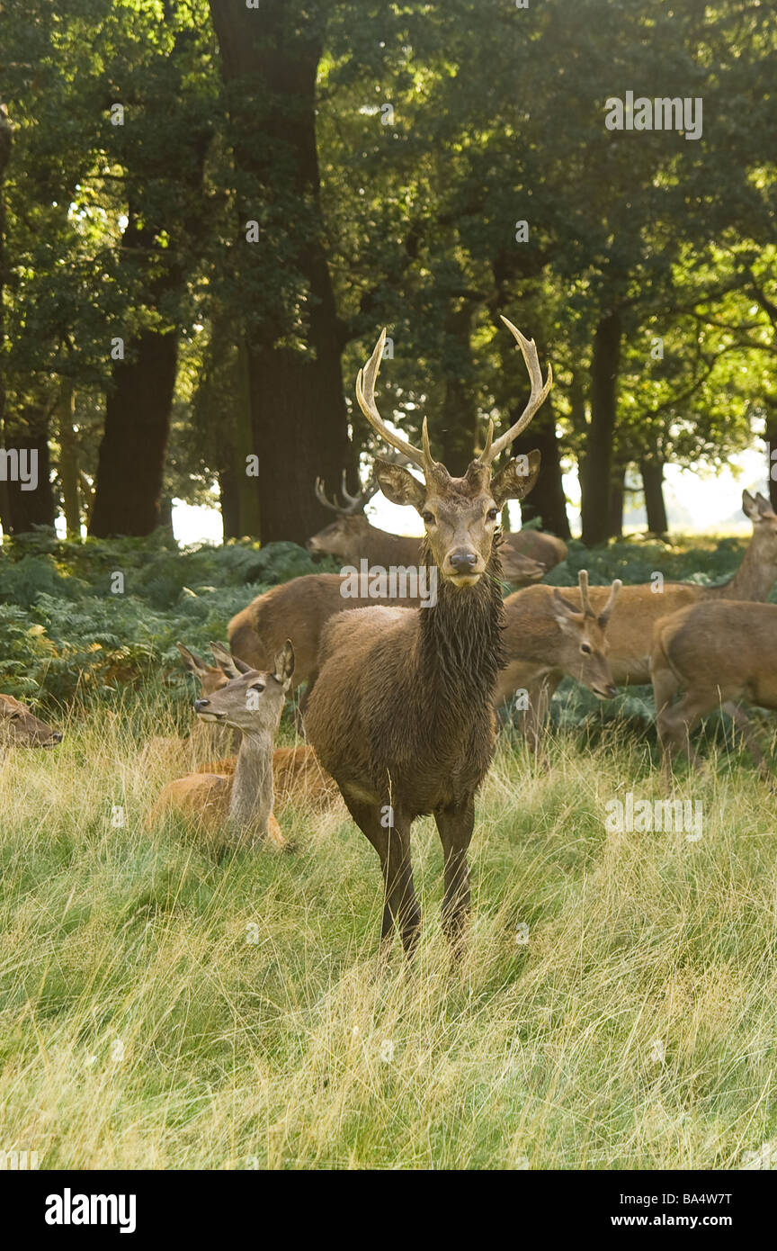 Stag forest hi-res stock photography and images - Alamy