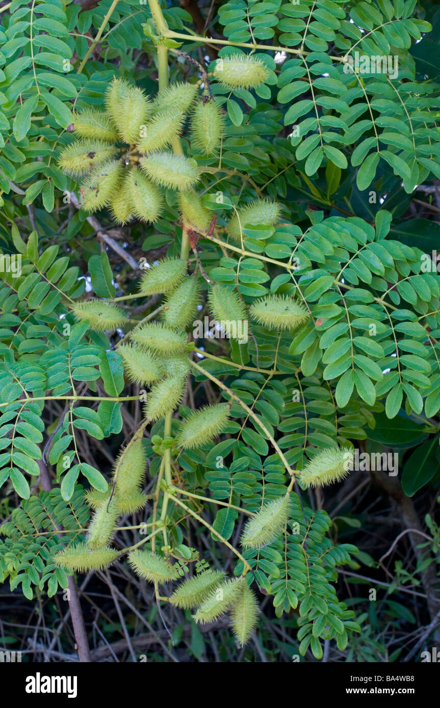 Nickerbean: Caesalpinia bonduc Stock Photo - Alamy