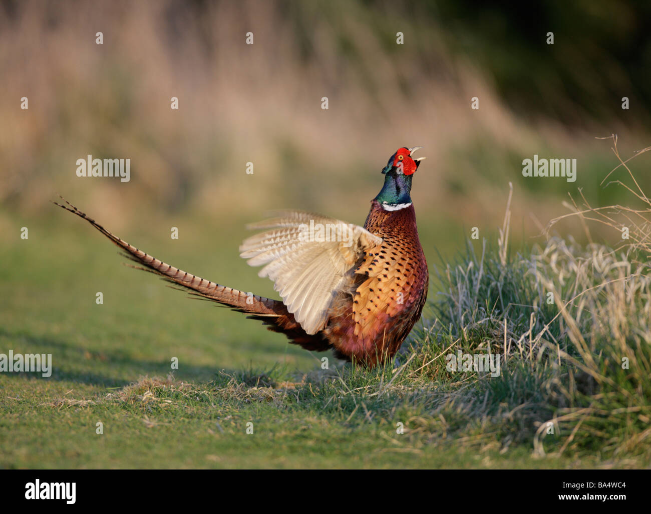 Pheasant Phasianus colchicus call display action Stock Photo - Alamy