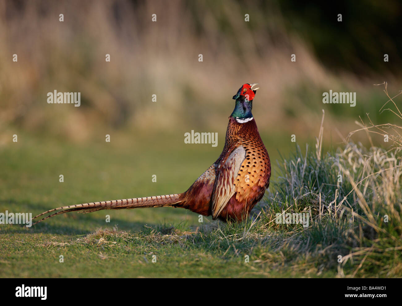 Pheasant hi-res stock photography and images - Alamy