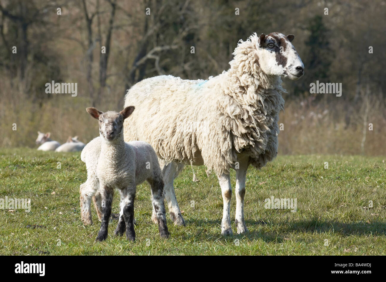 Yew and lamb hi-res stock photography and images - Alamy