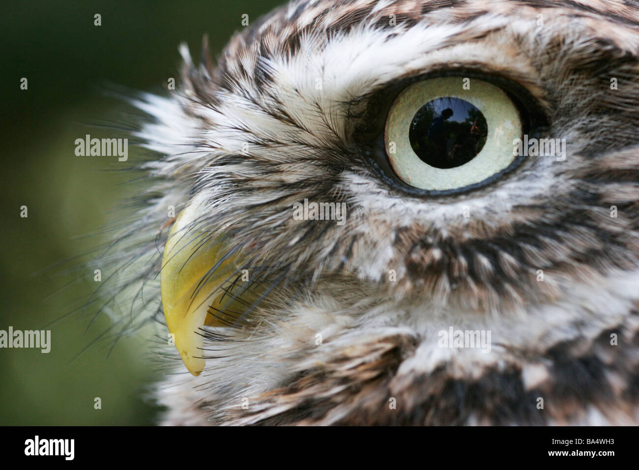 little owl close up of face Stock Photo - Alamy