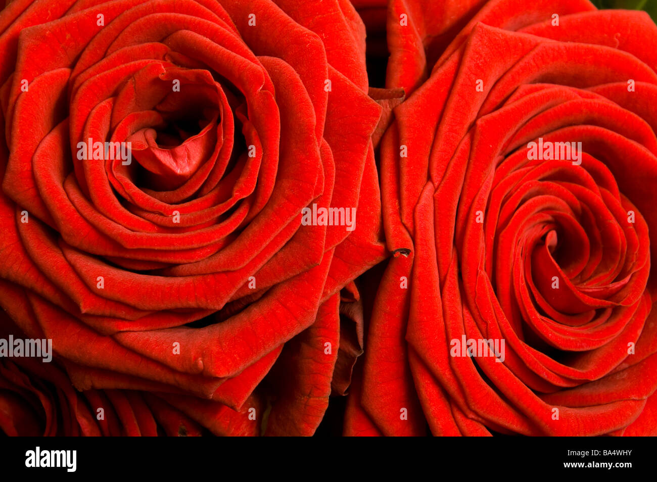 Rose texture hi-res stock photography and images - Alamy