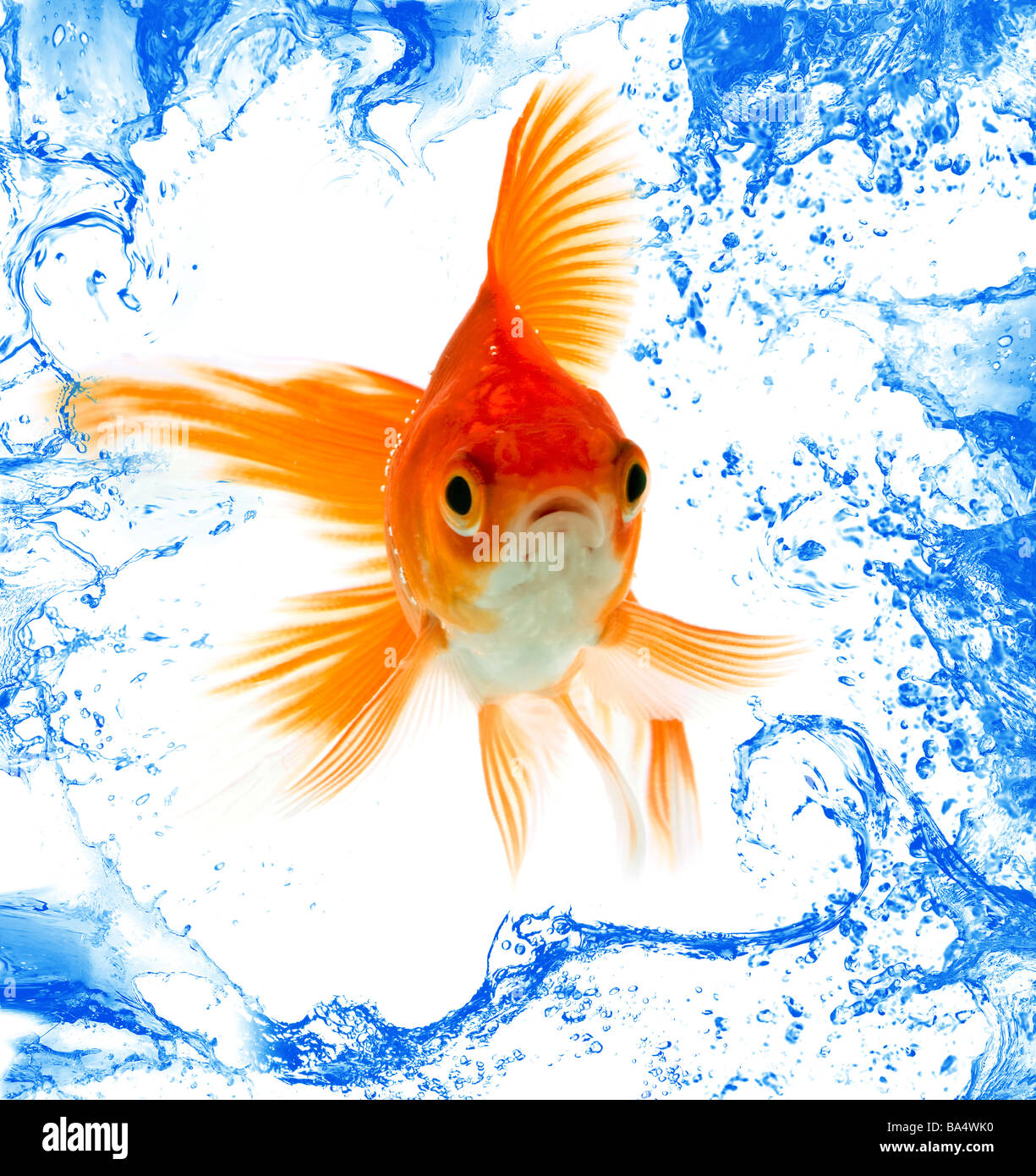 Goldfish movement hi-res stock photography and images - Alamy