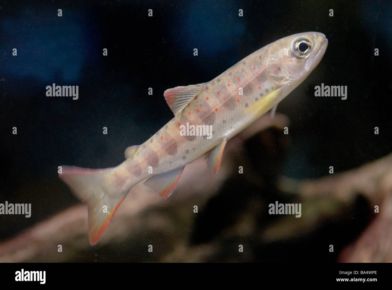 Red-Spotted Trout Fish Under Freshwater Stock Photo - Alamy
