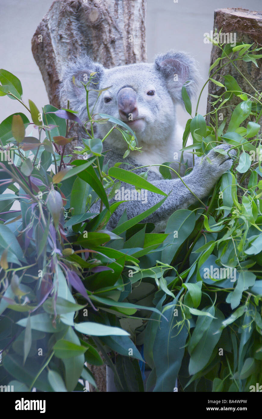 Koala Hanging in Tree Stock Photo - Alamy