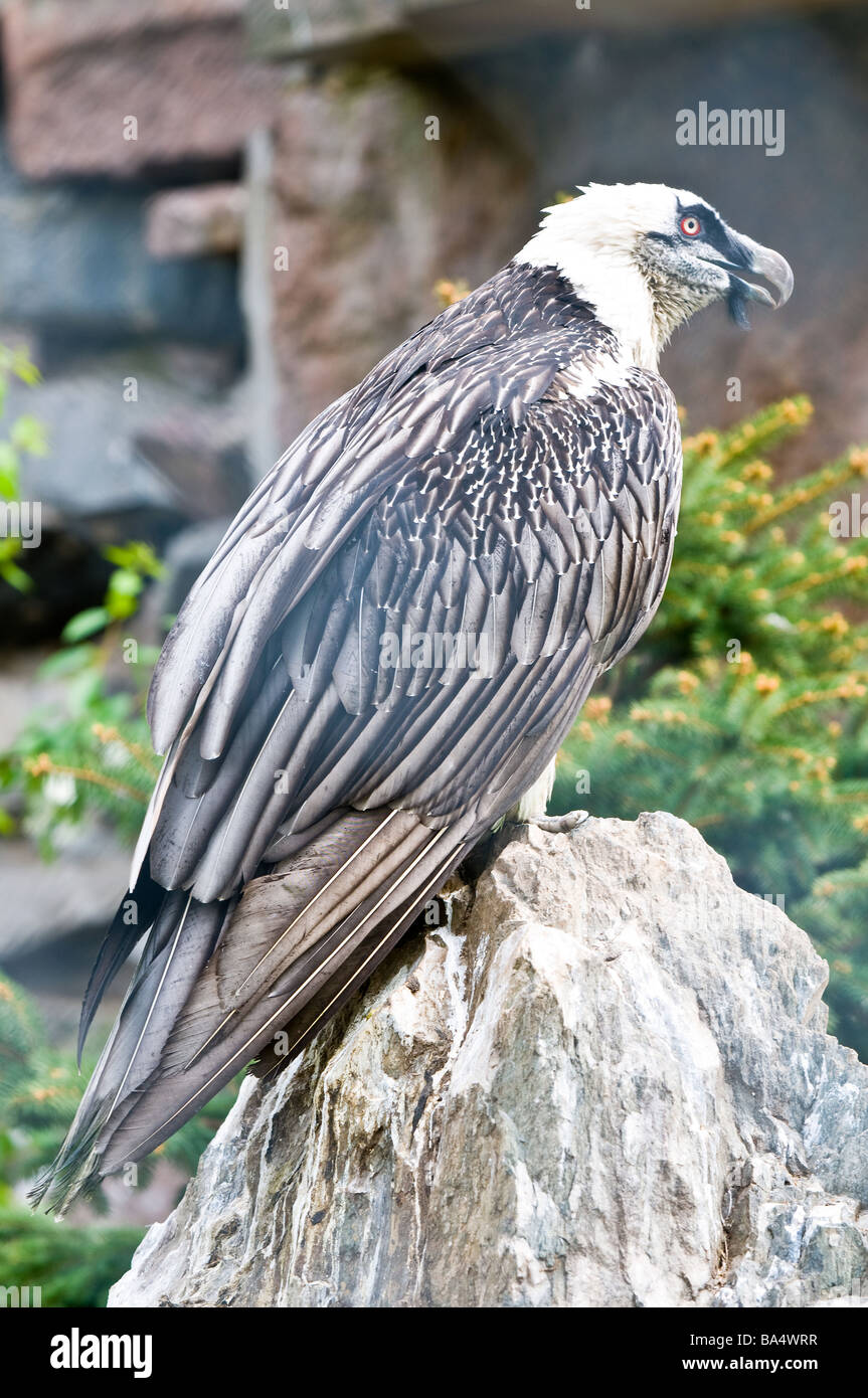 the Portrait of an sea eagle Stock Photo - Alamy