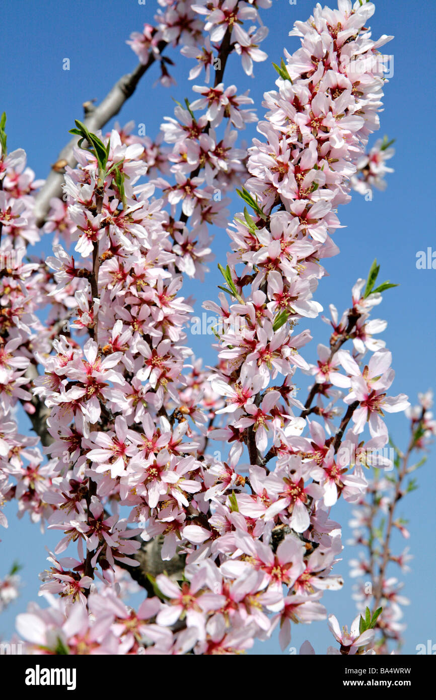 Prunus communis hi-res stock photography and images - Alamy