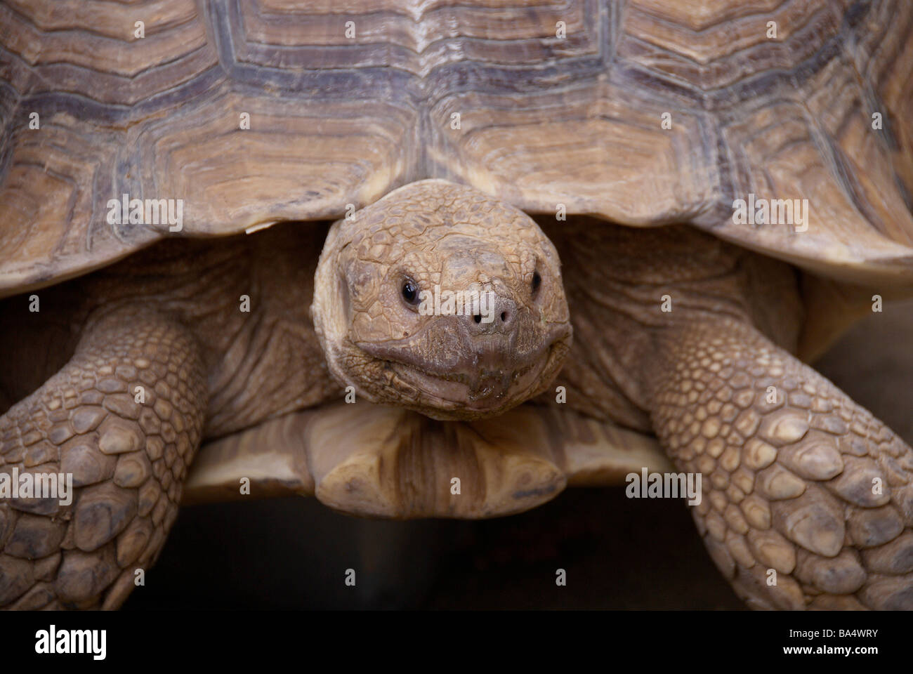 African Spurred Tortoise at Royal Prince Zoo Stock Photo - Alamy