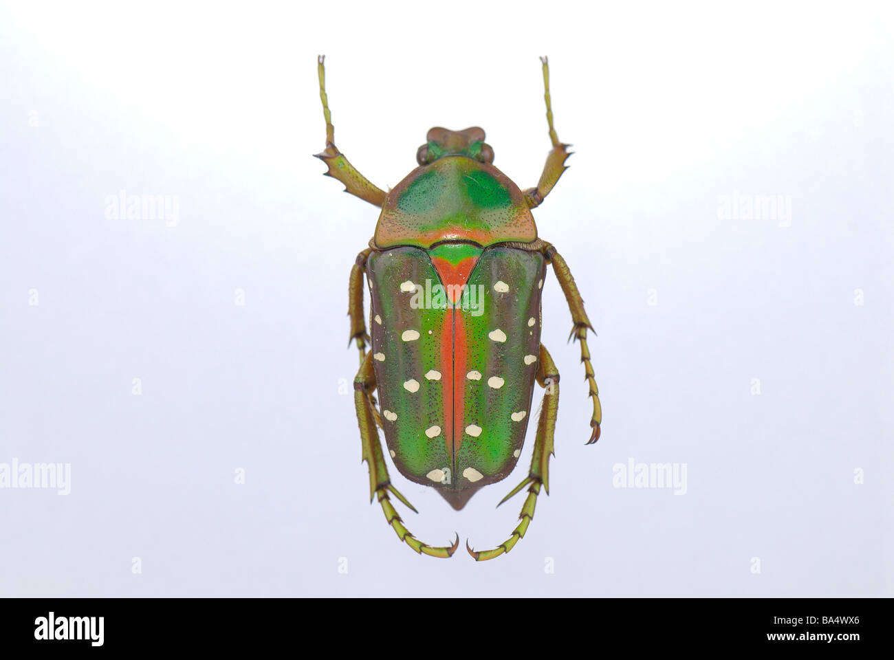 Flying scarab hi-res stock photography and images - Alamy