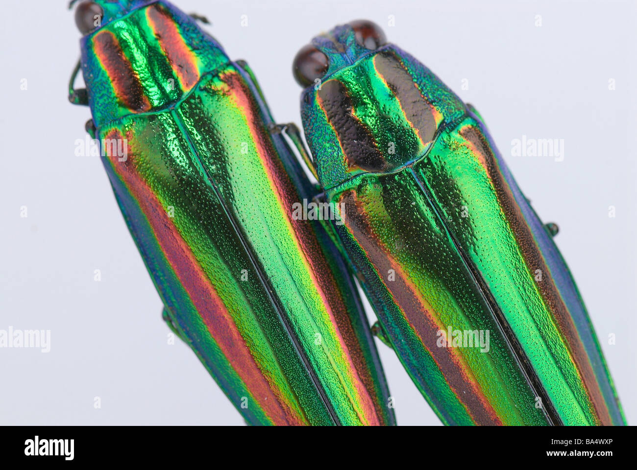 Two Jewel Beetles Stock Photo - Alamy
