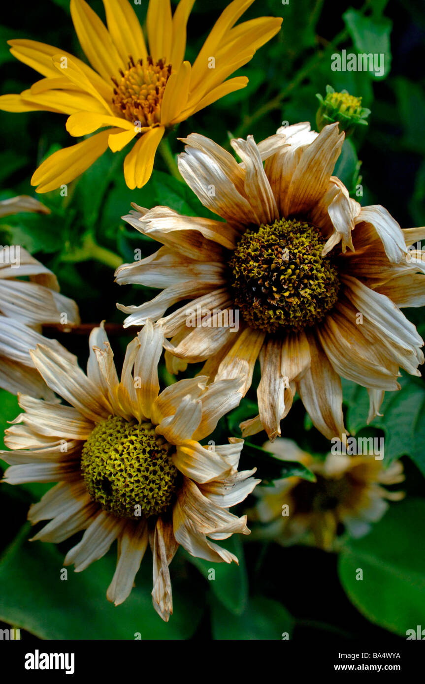 Tropical, wild, and perennial flowers showing assorted colors Stock ...