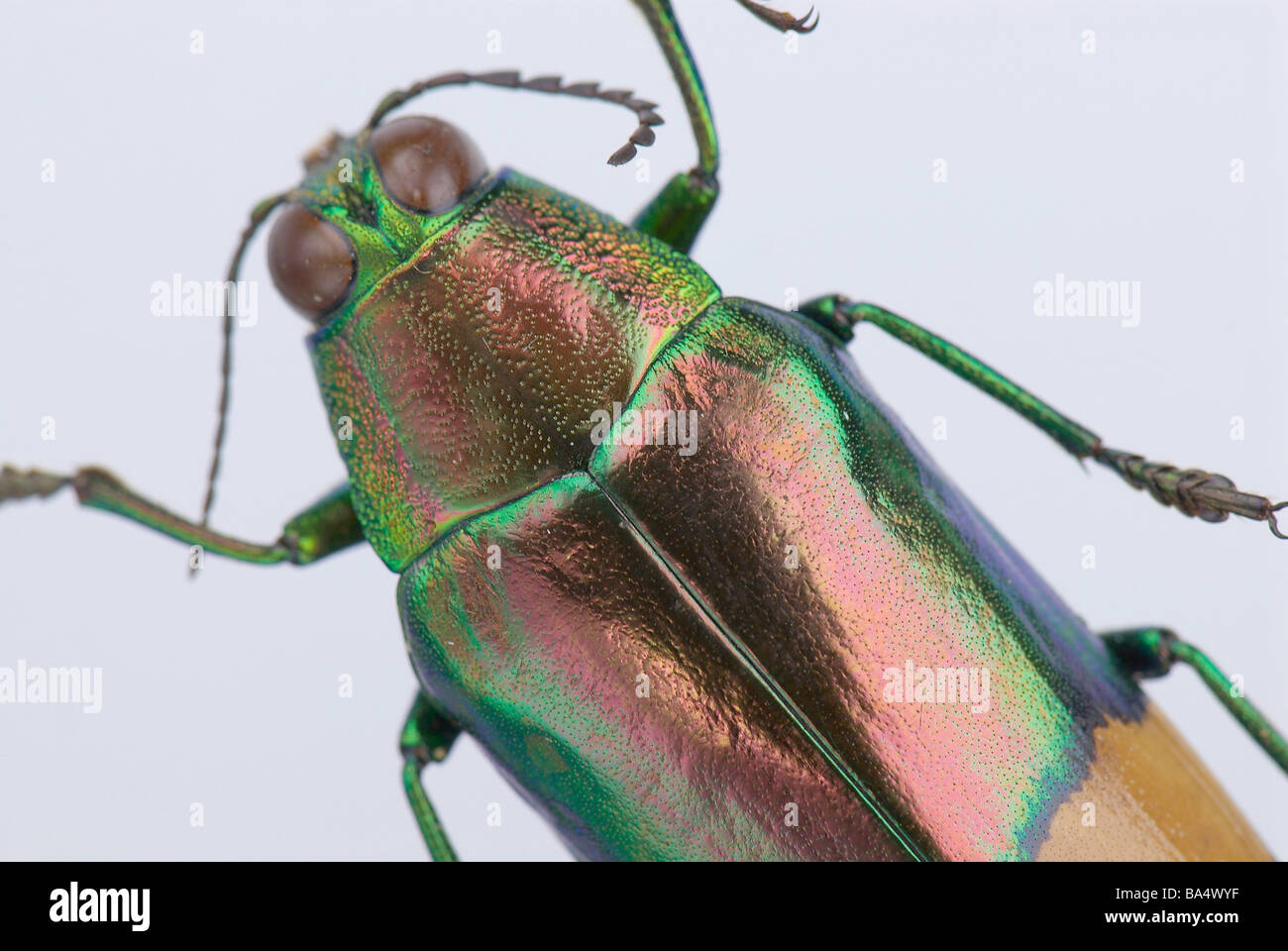 Jewel scarab beetle hi-res stock photography and images - Alamy