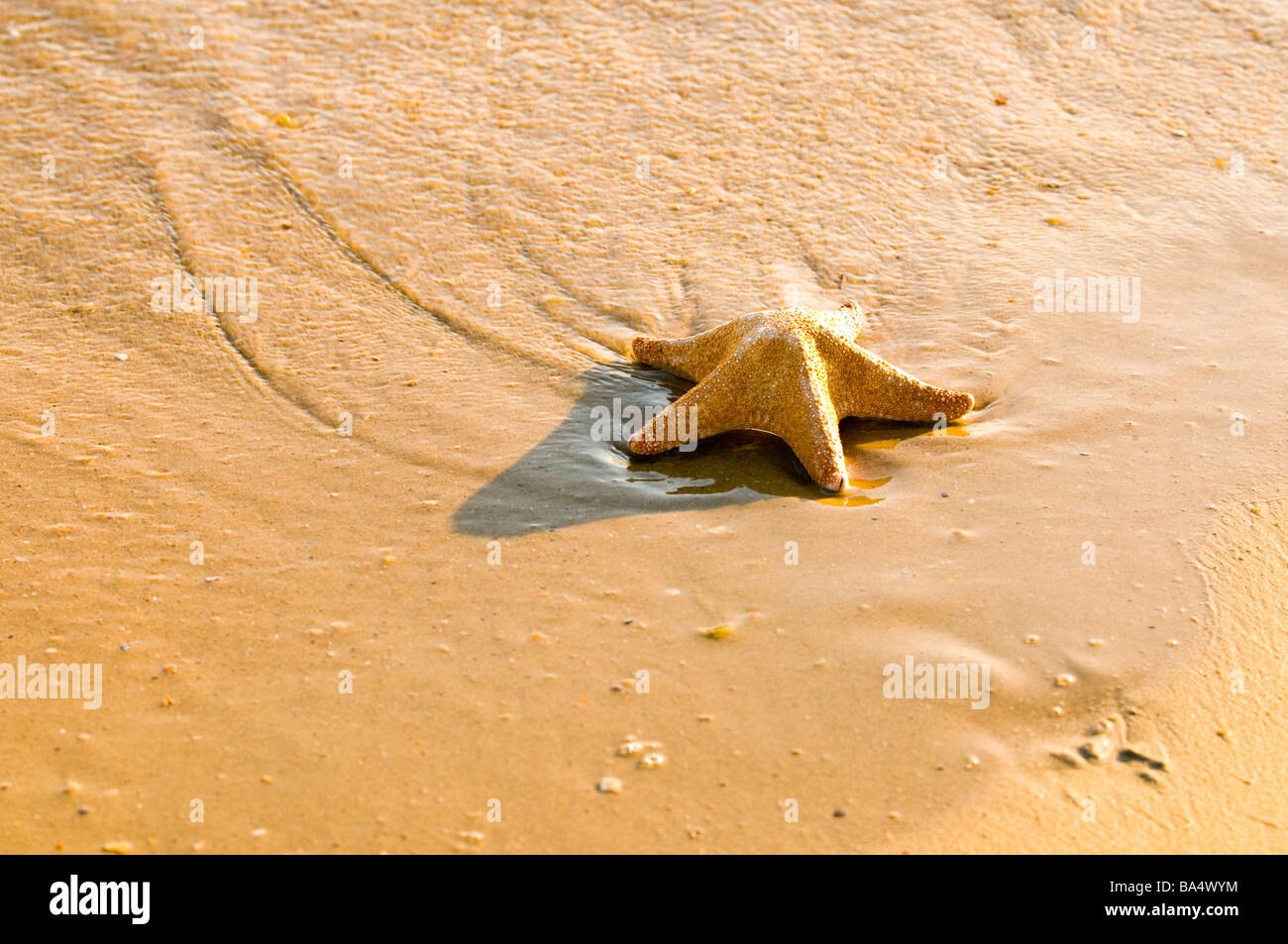 Star fish on the Beach Stock Photo - Alamy