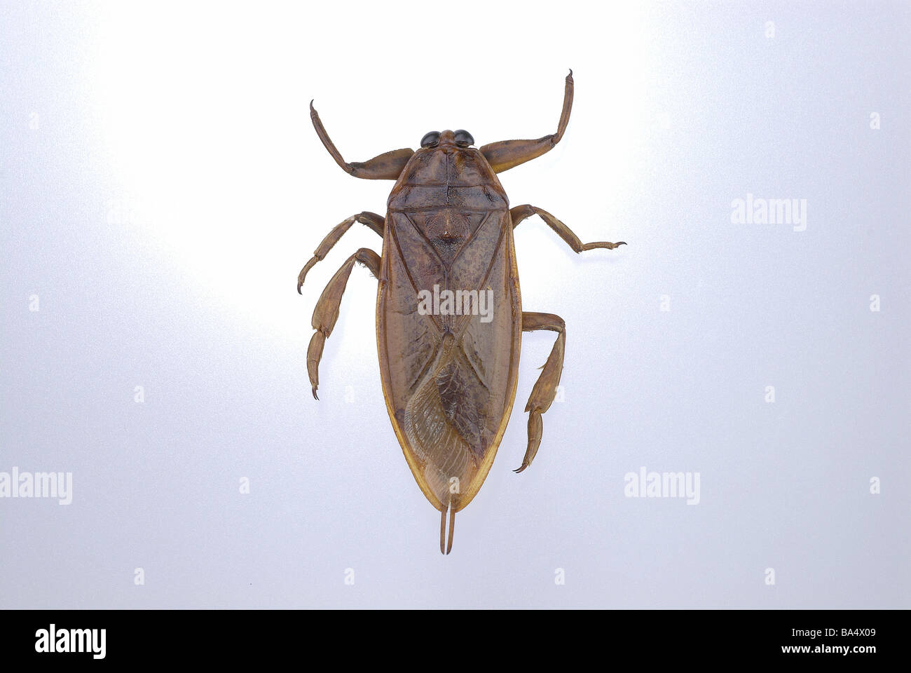 Giant water beetle hi-res stock photography and images - Alamy
