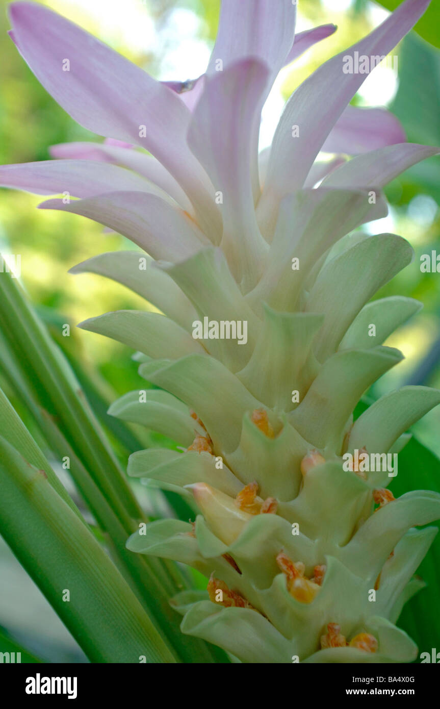 Tropical, wild, and perennial flowers showing assorted colors Stock ...